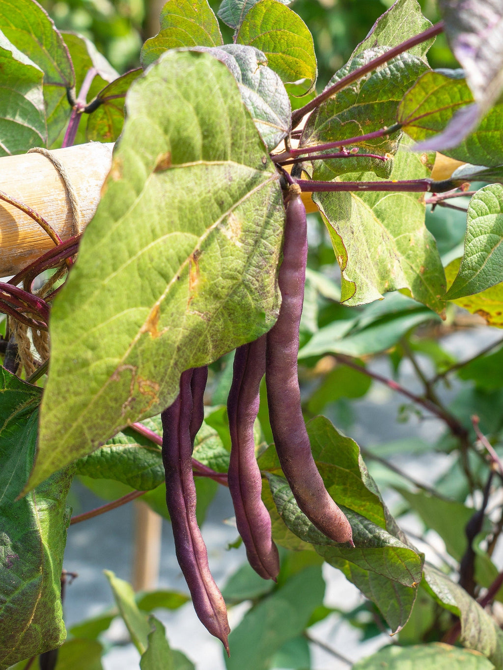 100 RED RIPPER COWPEA Cow Pea Southern Pea Vigna Unguiculata Legume Be ...