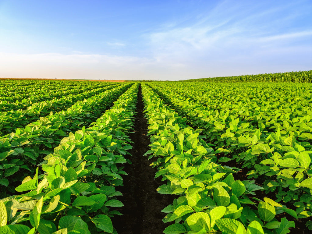 20 Organic MIDORI GIANT SOYBEAN Edamame Glycine Max Green Bean Legume ...