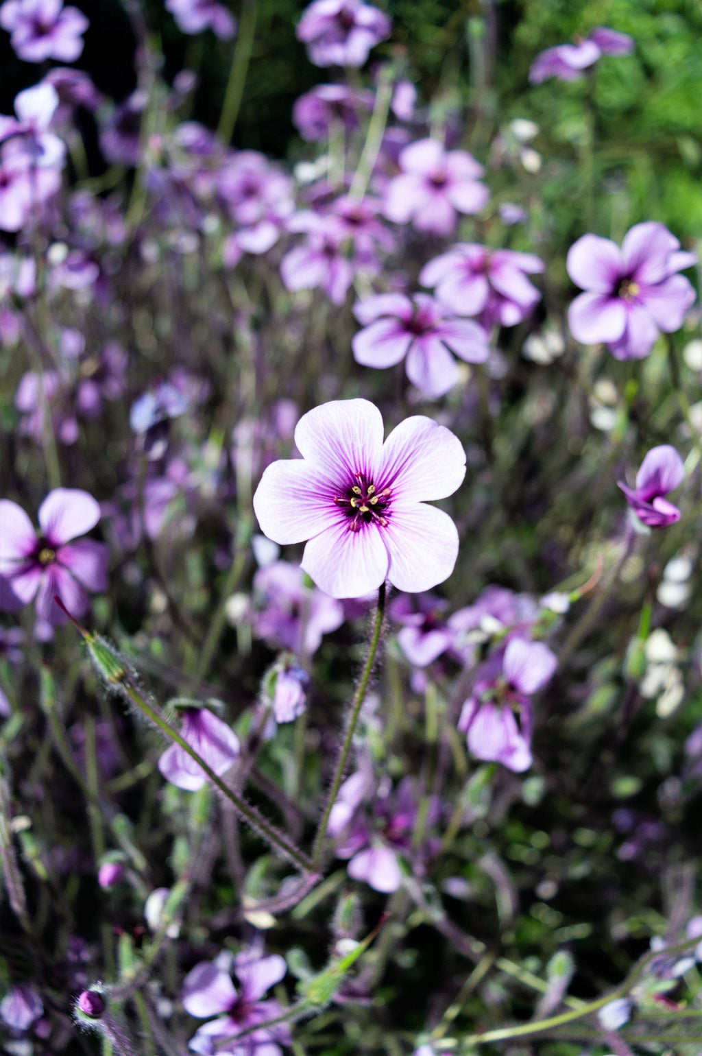 10 WHITE MADEIRA GERANIUM Maderense Cranesbill Giant Herb Robert Pink ...