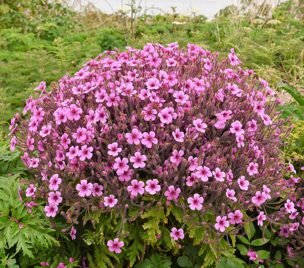 10 WHITE MADEIRA GERANIUM Maderense Cranesbill Giant Herb Robert Pink ...