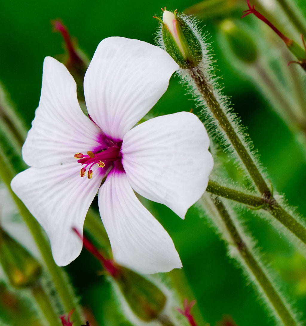 10 WHITE MADEIRA GERANIUM Maderense Cranesbill Giant Herb Robert Pink ...