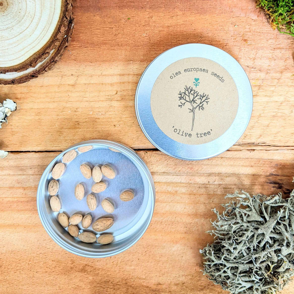 Olea Europaea 'Olive Tree' Seeds – Shortcake Farms