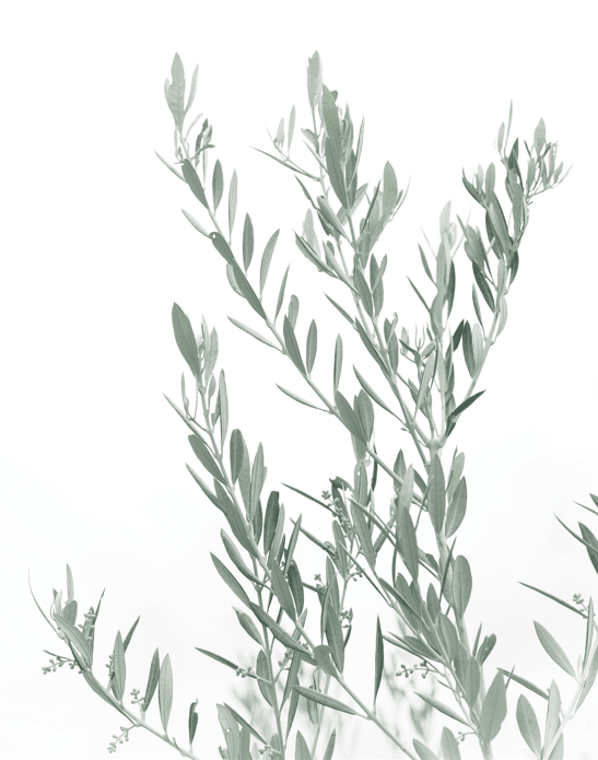 Olea Europaea 'Olive Tree' Seeds – Shortcake Farms