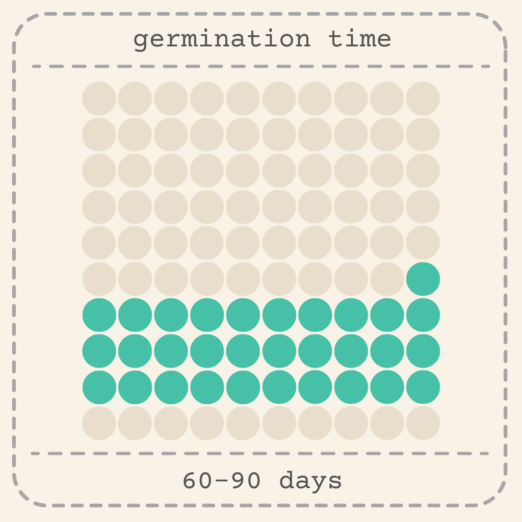 Olea Europaea 'Olive Tree' Seeds – Shortcake Farms