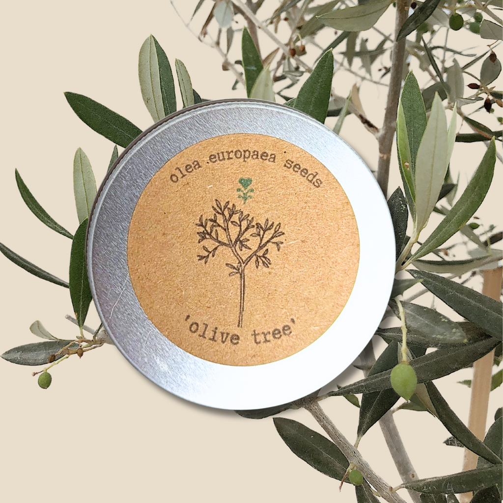 Olea Europaea 'Olive Tree' Seeds – Shortcake Farms
