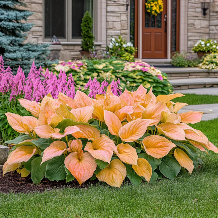 Rare Orange and Pink Hosta Seeds – Unique Hybrid Foliage Colors for Sh ...