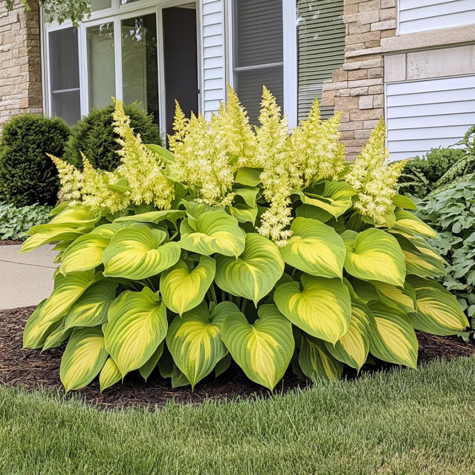 Rare Yellow Gold Hosta Seeds – Bright Lime Green and Golden Shade Foli ...