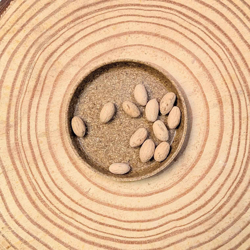 Olea Europaea 'Olive Tree' Seeds – Shortcake Farms