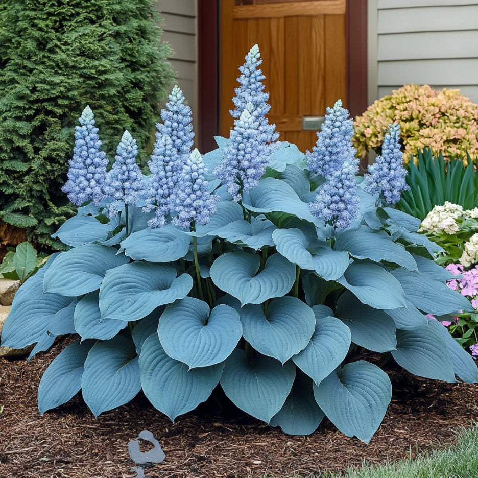 Rare Blue Hosta Seeds – Stunning Blue Green Shade Foliage for Gardens ...