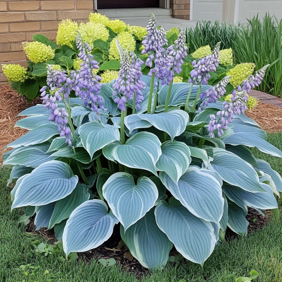 Rare Blue Hosta Seeds – Stunning Blue Green Shade Foliage for Gardens ...