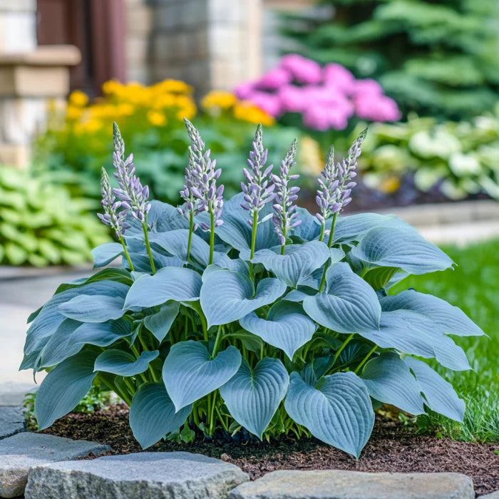 Rare Blue Hosta Seeds – Stunning Blue Green Shade Foliage for Gardens ...