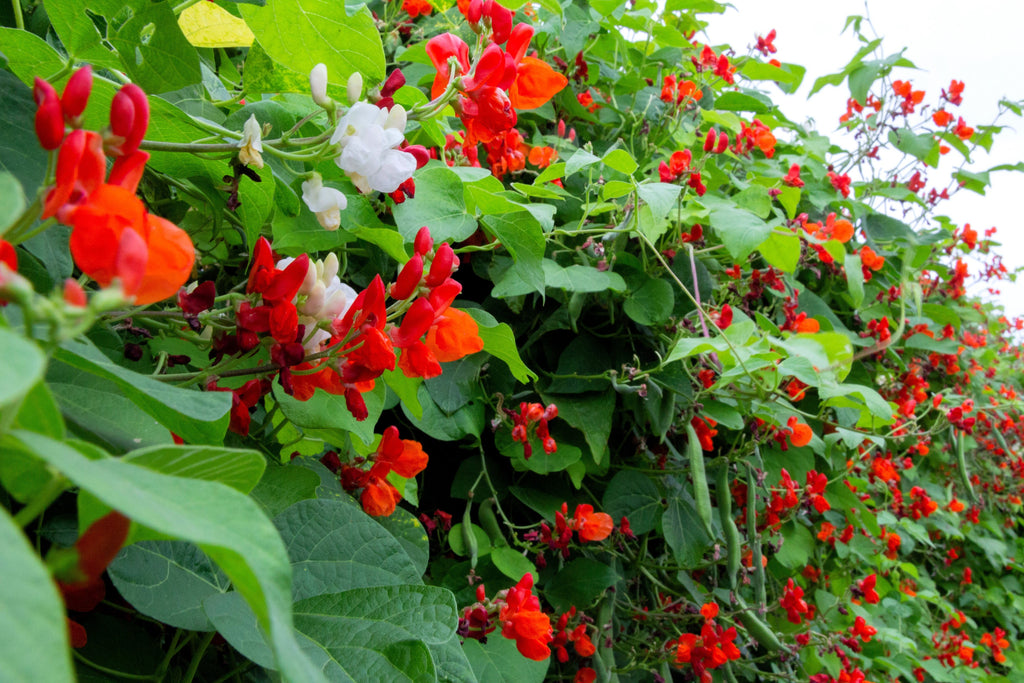 25 SCARLET RUNNER Pole BEAN Ornamental Red Flowers Phaseolus Vulgaris ...