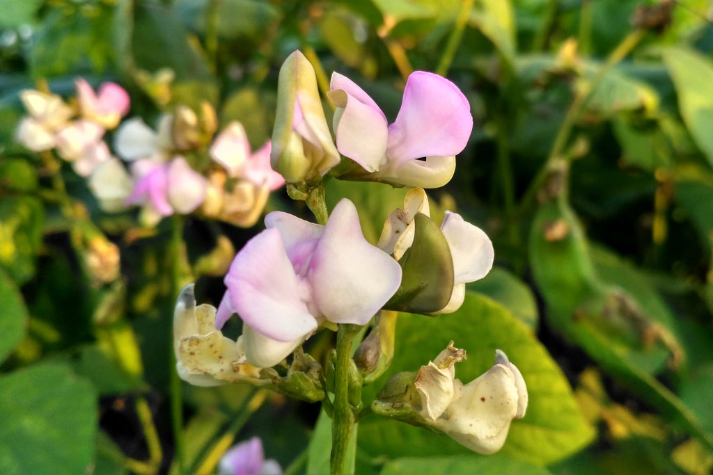 100 BLACKEYE PEA (Cow Pea / Cowpea / Southern Pea / Blackeyed Pea / Bl ...