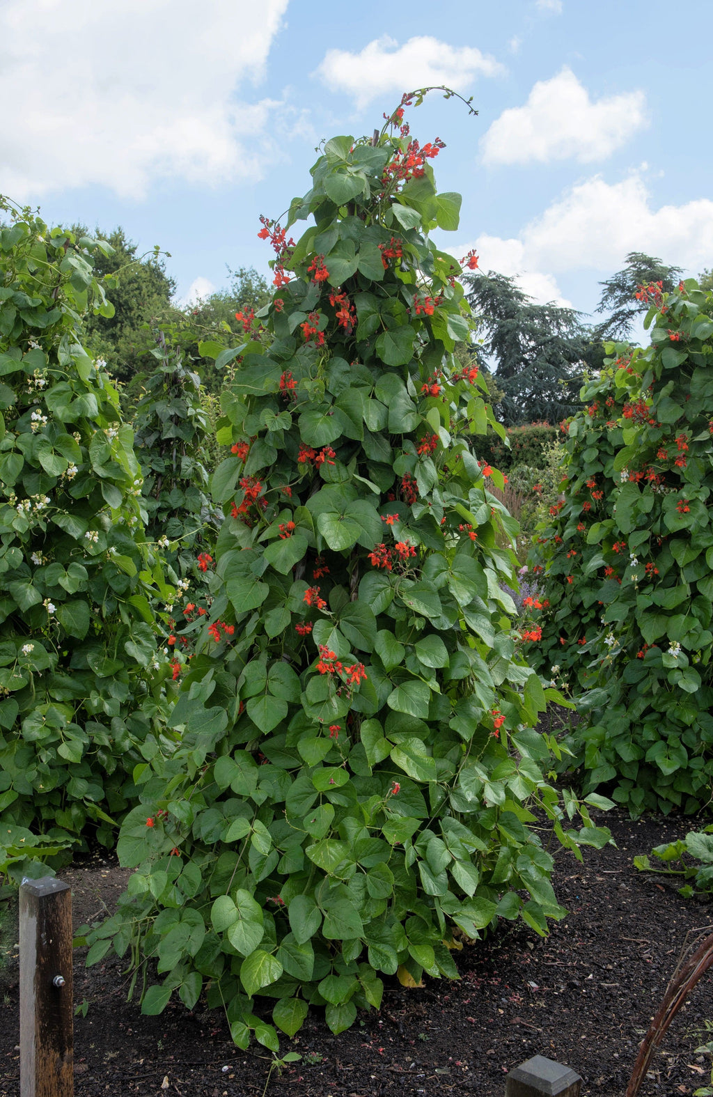 25 SCARLET RUNNER Pole BEAN Ornamental Red Flowers Phaseolus Vulgaris ...