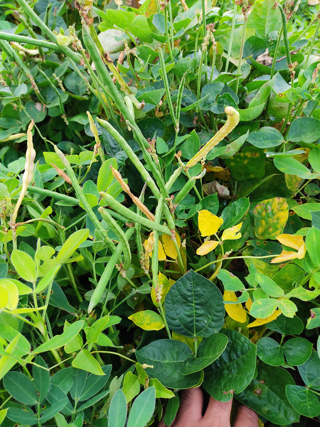 100 BLACKEYE PEA (Cow Pea / Cowpea / Southern Pea / Blackeyed Pea / Bl ...