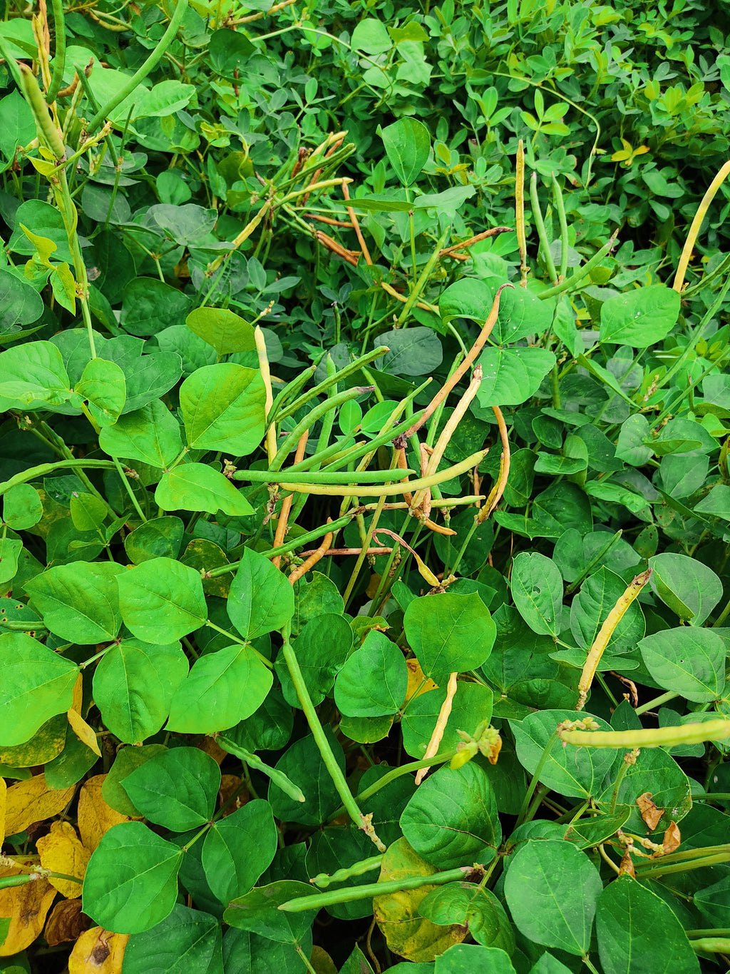 100 BLACKEYE PEA (Cow Pea / Cowpea / Southern Pea / Blackeyed Pea / Bl ...