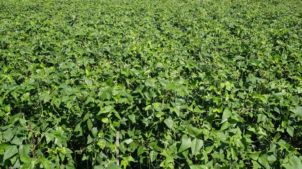 100 BLACKEYE PEA (Cow Pea / Cowpea / Southern Pea / Blackeyed Pea / Bl ...