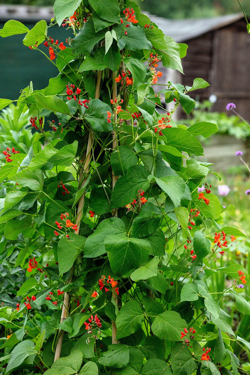 25 SCARLET RUNNER Pole BEAN Ornamental Red Flowers Phaseolus Vulgaris ...