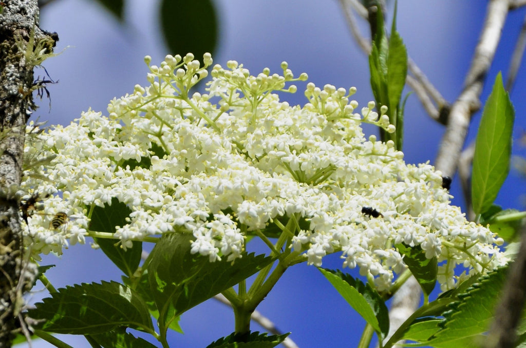 50 BLUE ELDERBERRY Sambucus Cerulea Arizona Blue Elder Tree Shrub Frui ...