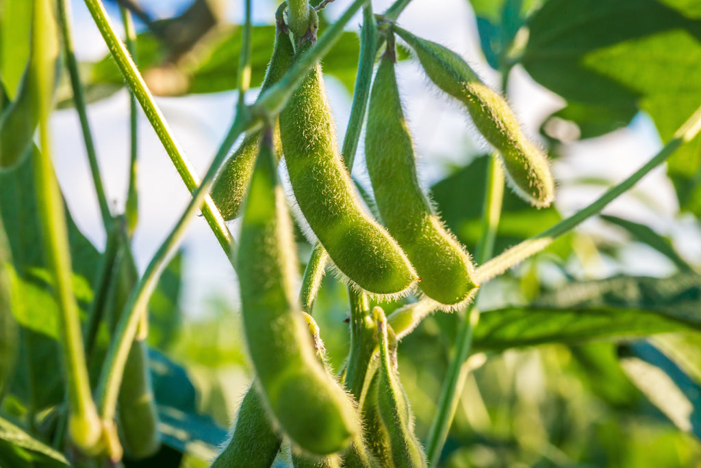 20 Buttery Edamame TOHYA SOYBEAN Pale Green Glycine Max Soy Bean Veget ...