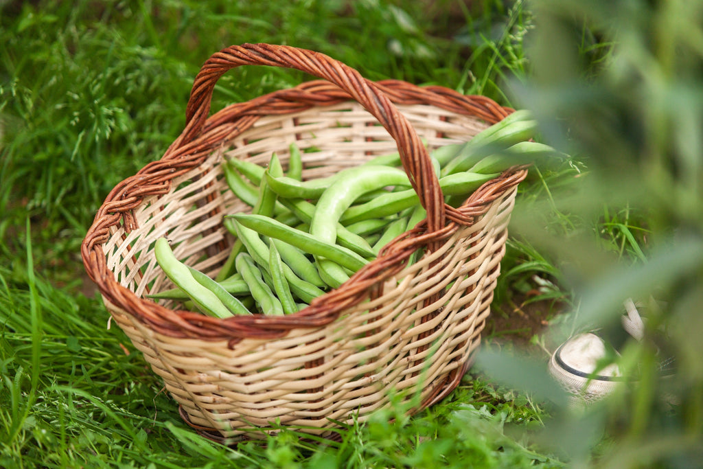 30 CANNELLINI BEAN Seeds White Italian Kidney Phaseolus Vulgaris Veget ...