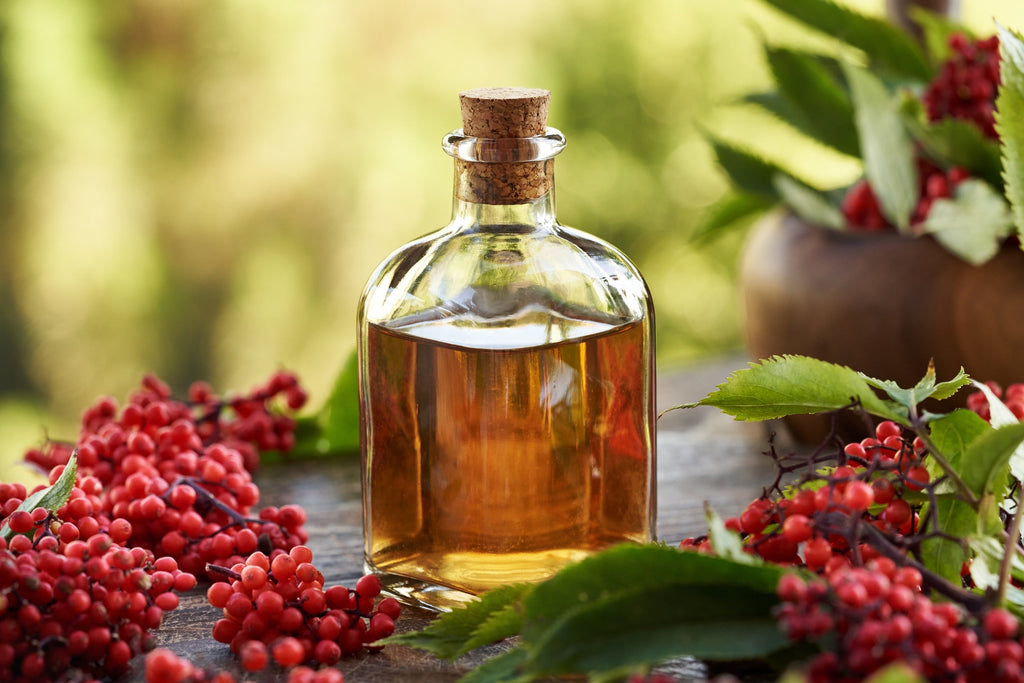 100 RED ELDERBERRY Sambucus Racemosa Scarlet Mountain Elder Bunchberry ...