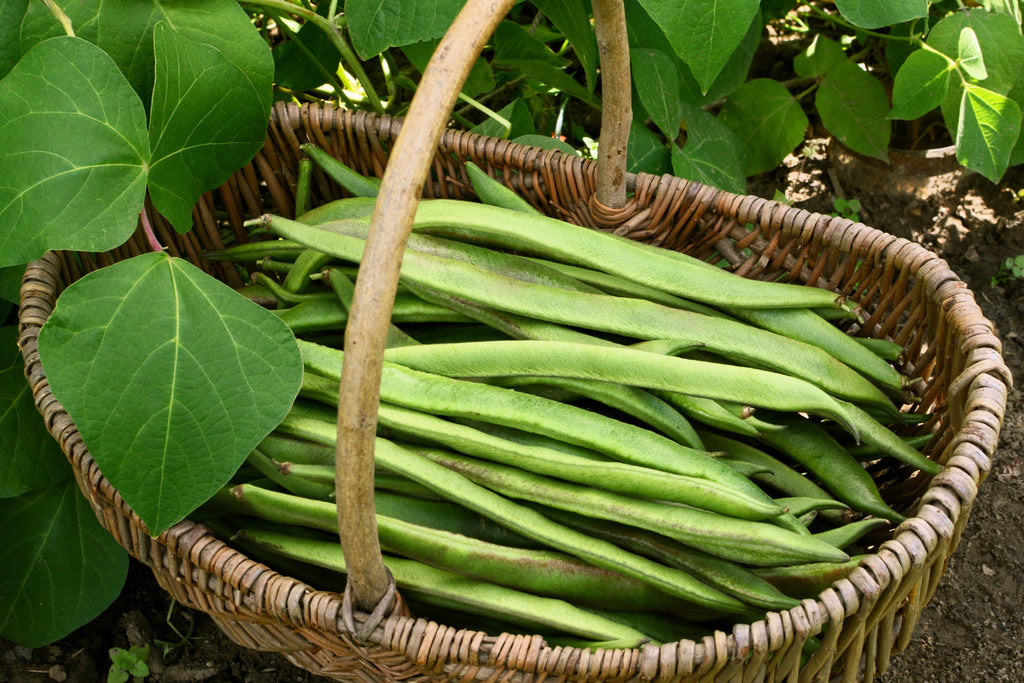 25 SCARLET RUNNER Pole BEAN Ornamental Red Flowers Phaseolus Vulgaris ...