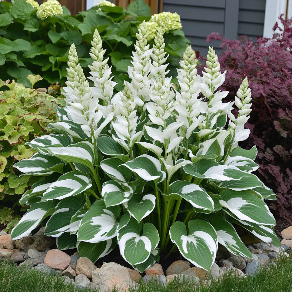 Rare Variegated White Hosta Seeds – Green Leaves with Elegant White Ed ...