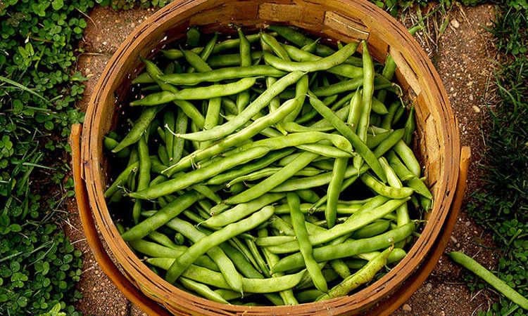 Heirloom Organic Willow Leaf Butter Pole Lima Bean Seeds – Shortcake ...